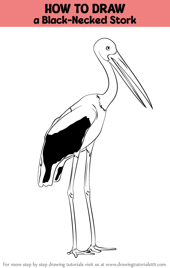 How to Draw a Black-Necked Stork (Birds) Step by Step ...