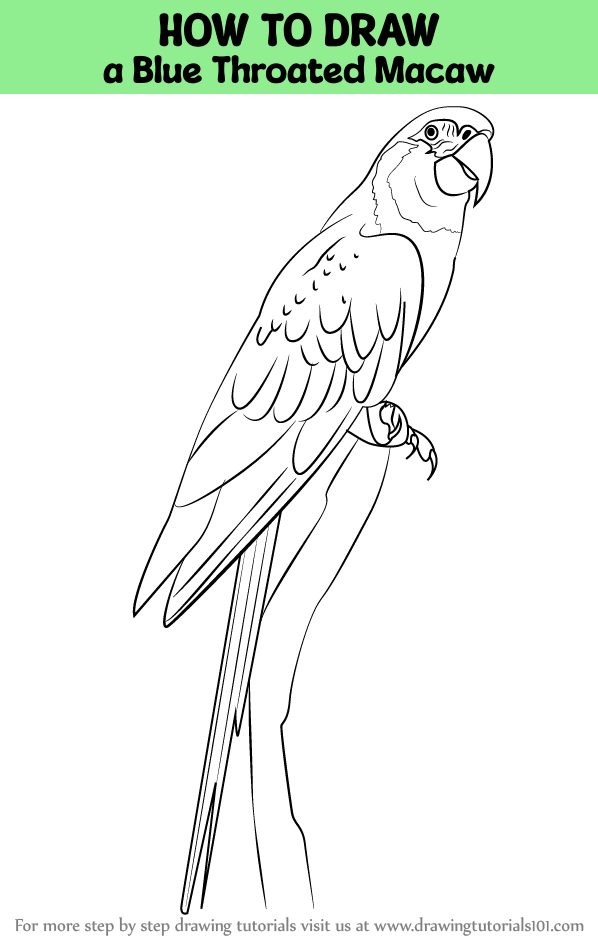 How to Draw a Blue Throated Macaw (Birds) Step by Step ...