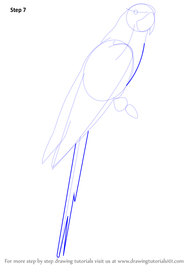 How to Draw a Blue Throated Macaw (Birds) Step by Step ...