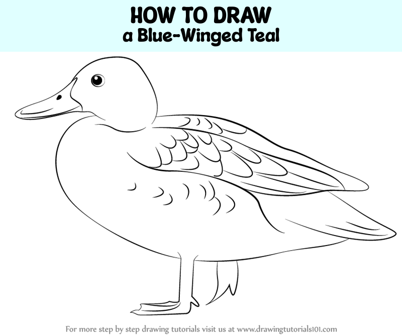 How to Draw a Blue-Winged Teal (Birds) Step by Step ...