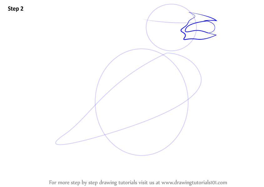 How to Draw a Brambling (Birds) Step by Step | DrawingTutorials101.com