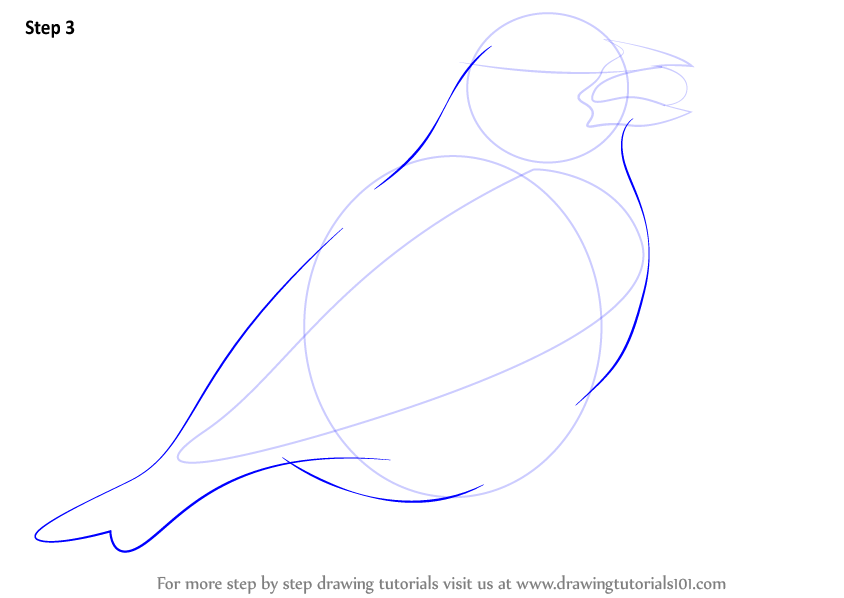 How to Draw a Brambling (Birds) Step by Step | DrawingTutorials101.com