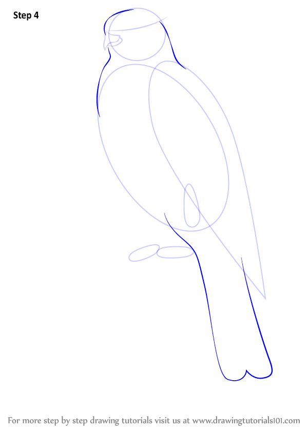 How to Draw a Buzzard (Birds) Step by Step | DrawingTutorials101.com