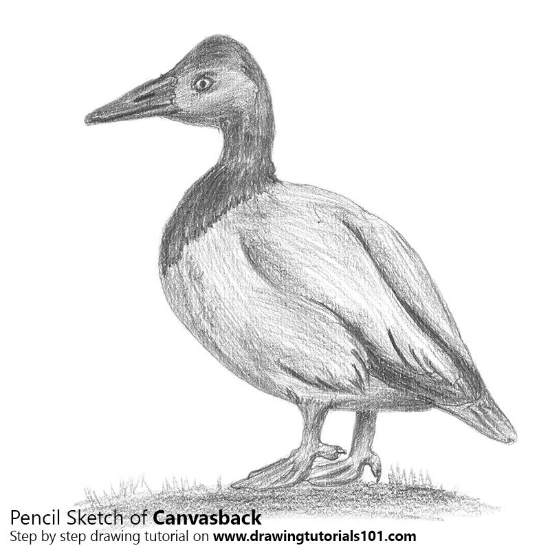 Canvasback Pencil Drawing - How to Sketch Canvasback using Pencils ...