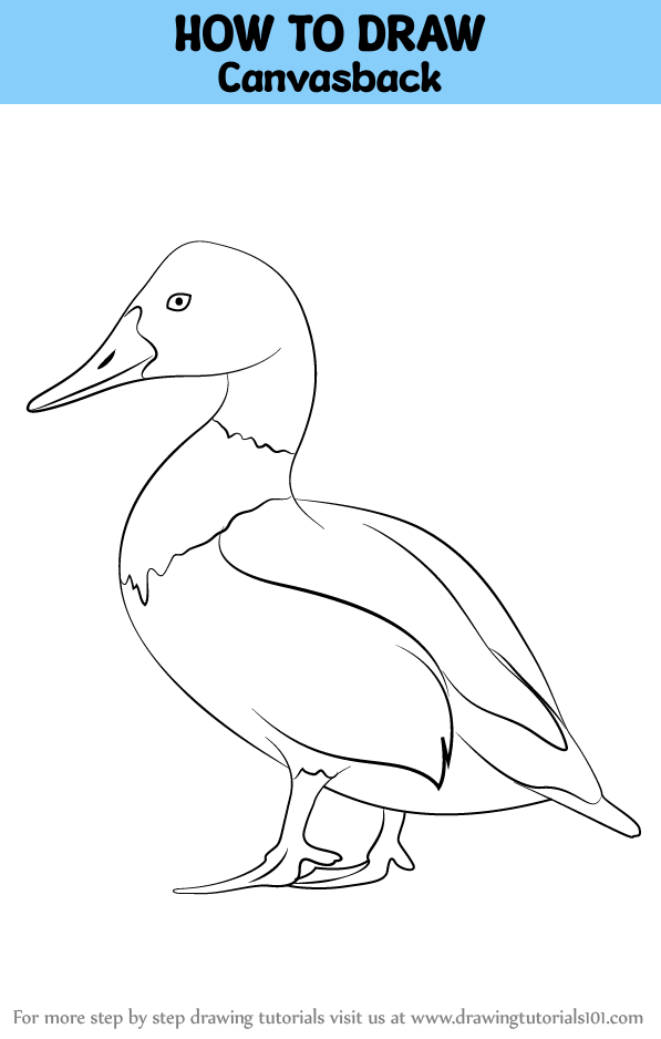 How to Draw Canvasback (Birds) Step by Step | DrawingTutorials101.com