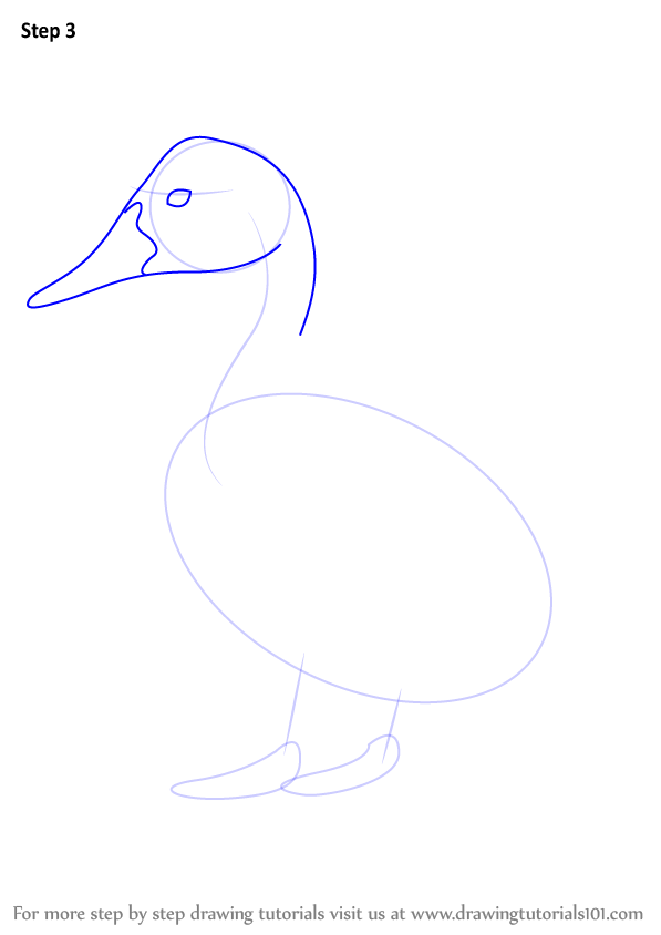 How to Draw Canvasback (Birds) Step by Step | DrawingTutorials101.com