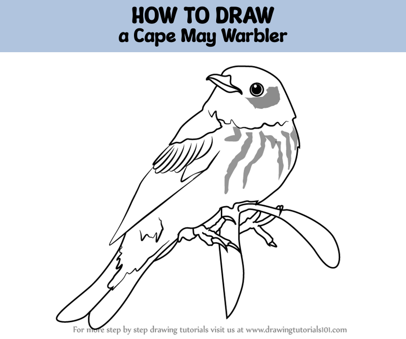 How to Draw a Cape May Warbler (Birds) Step by Step ...