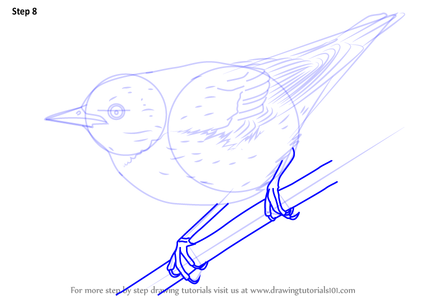 How to Draw a Cerulean Warbler (Birds) Step by Step ...