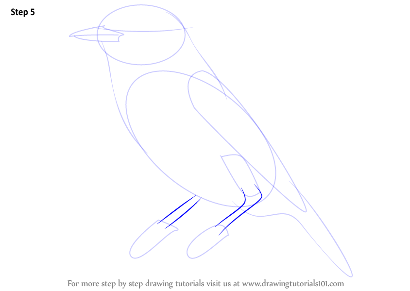How to Draw a Cetti's warbler (Birds) Step by Step ...