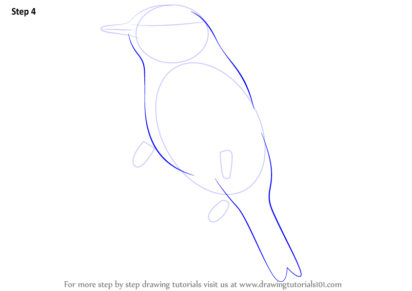 How to Draw a Chiffchaff (Birds) Step by Step | DrawingTutorials101.com
