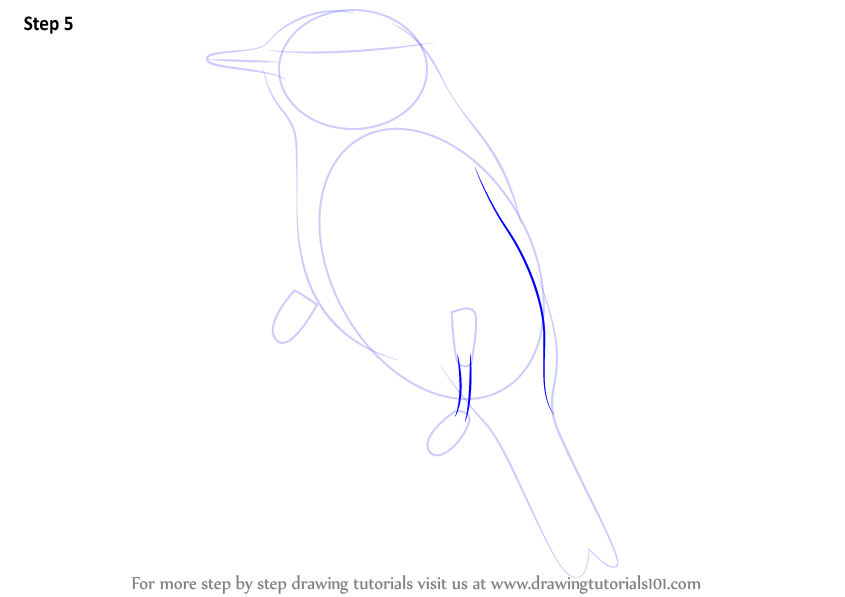 How to Draw a Chiffchaff (Birds) Step by Step | DrawingTutorials101.com