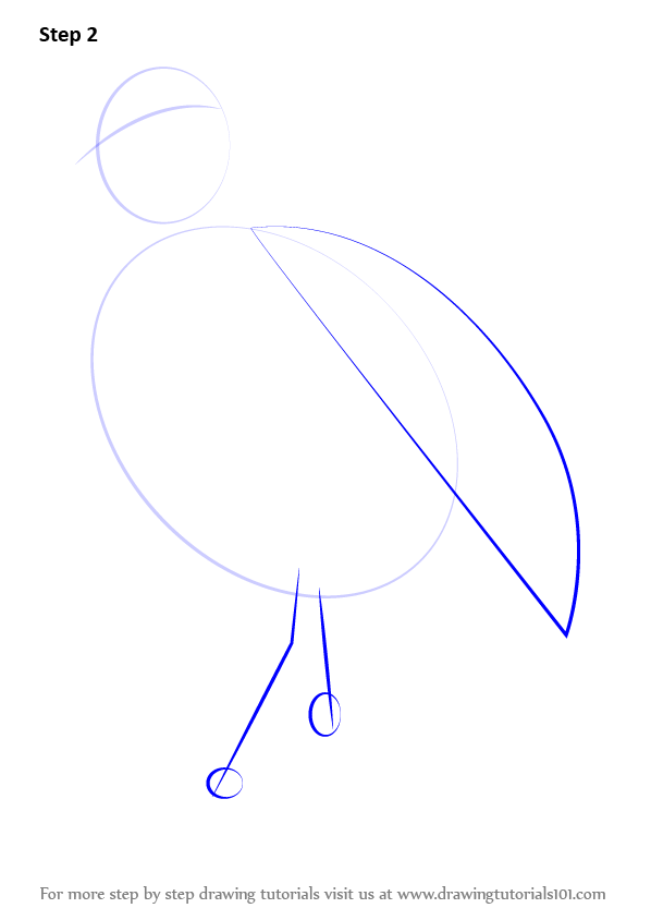 How to Draw a Chukar (Birds) Step by Step | DrawingTutorials101.com