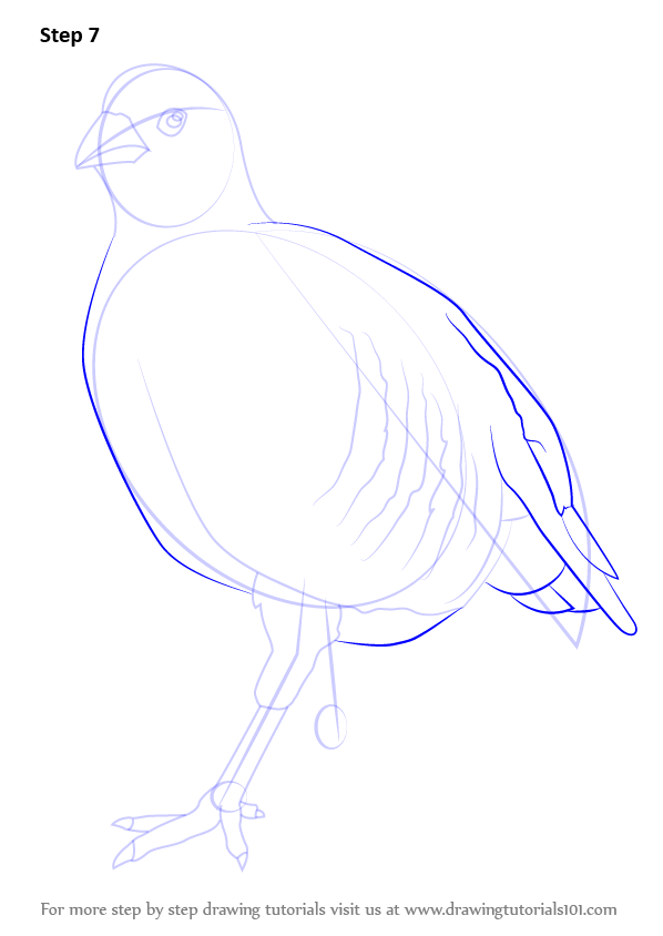 How to Draw a Chukar (Birds) Step by Step | DrawingTutorials101.com