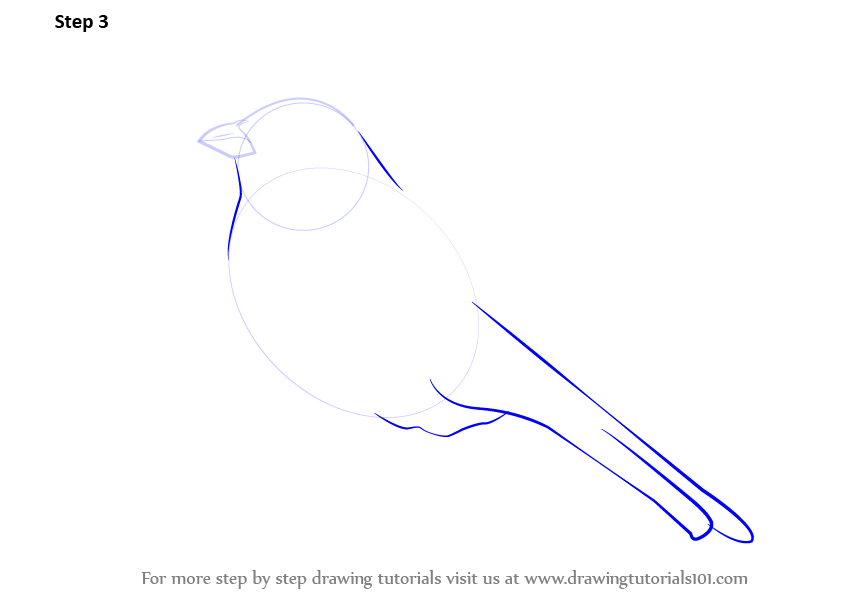 How to Draw a Cirl bunting (Birds) Step by Step | DrawingTutorials101.com