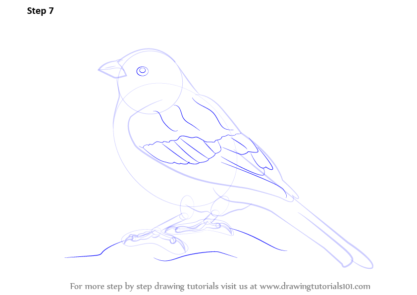 How to Draw a Cirl bunting (Birds) Step by Step | DrawingTutorials101.com
