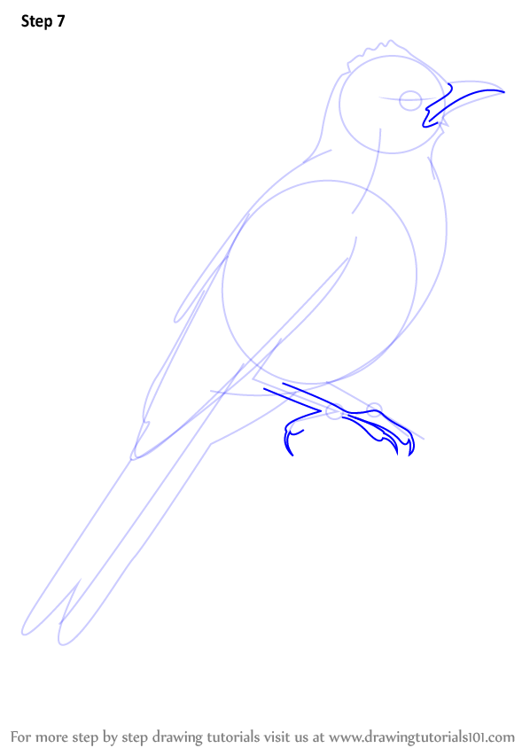 How to Draw a Common Bulbul (Birds) Step by Step | DrawingTutorials101.com