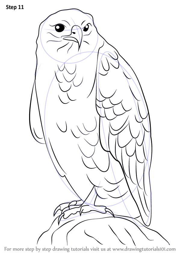 How to Draw a Common Buzzard (Birds) Step by Step | DrawingTutorials101.com