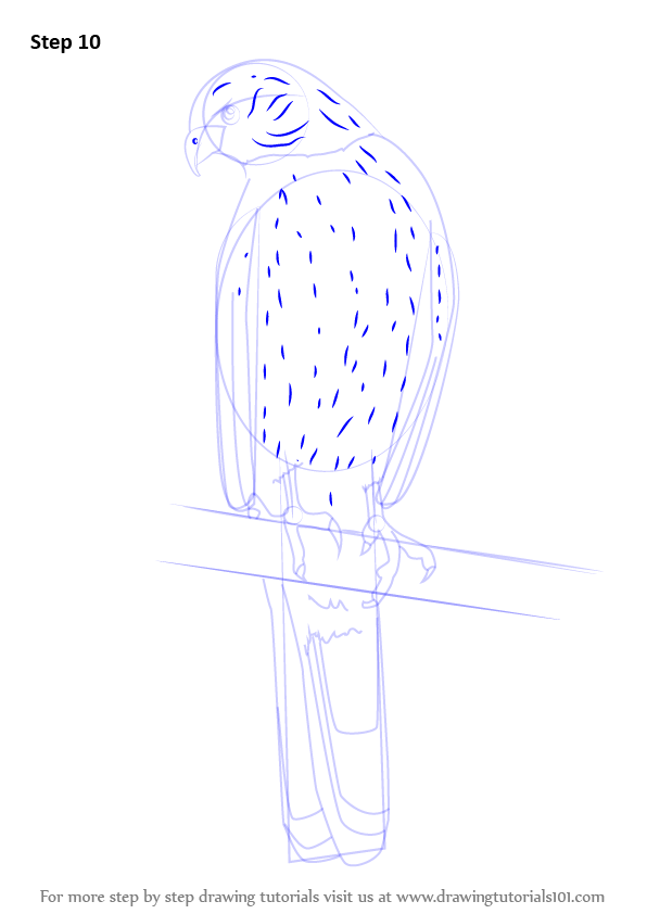 How to Draw a Cooper's Hawk (Birds) Step by Step | DrawingTutorials101.com
