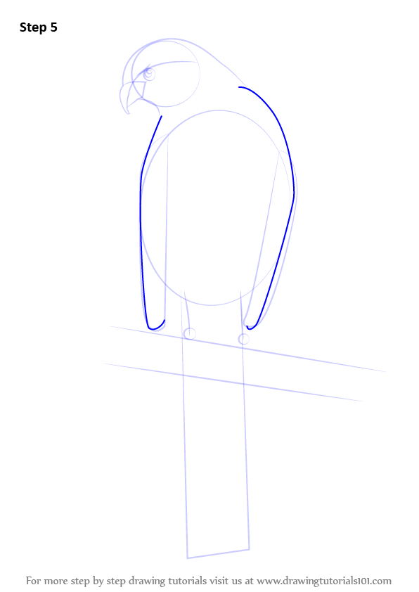 How to Draw a Cooper's Hawk (Birds) Step by Step | DrawingTutorials101.com