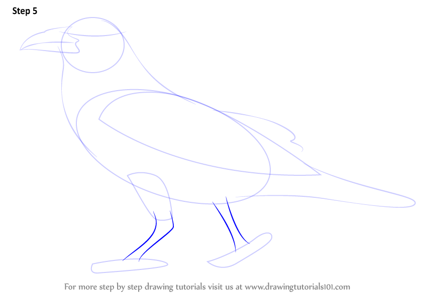 How to Draw a Crow (Birds) Step by Step | DrawingTutorials101.com
