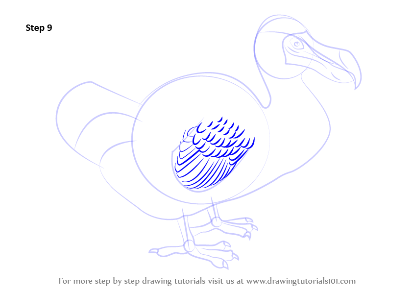 How to Draw a Dodo (Birds) Step by Step | DrawingTutorials101.com