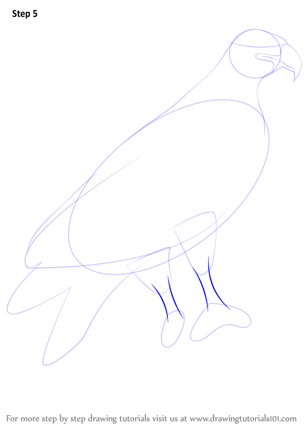 How to Draw a Eagle (Birds) Step by Step | DrawingTutorials101.com
