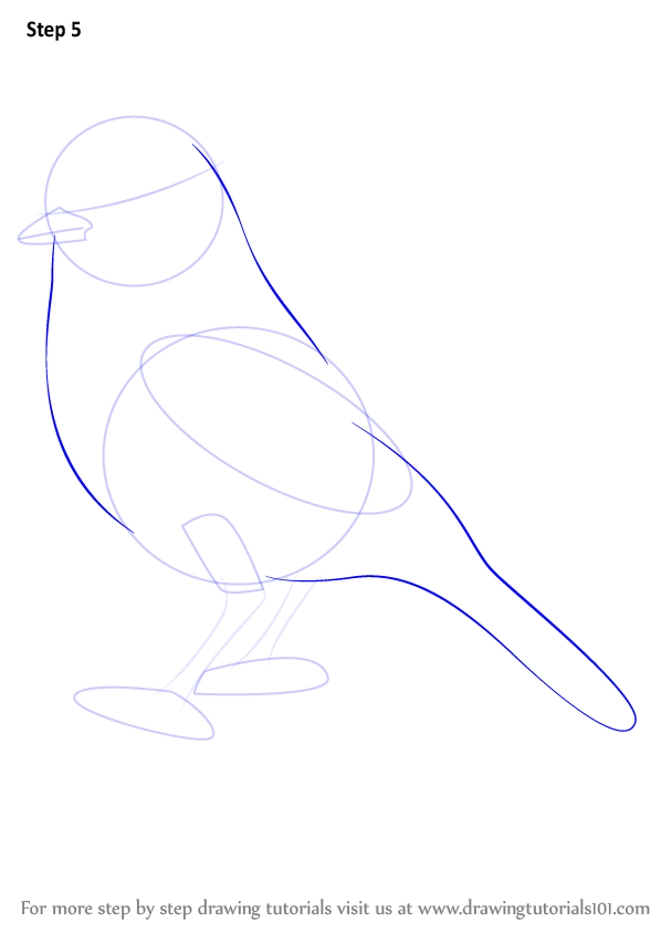 How to Draw a Eurasian Blue Tit (Birds) Step by Step ...