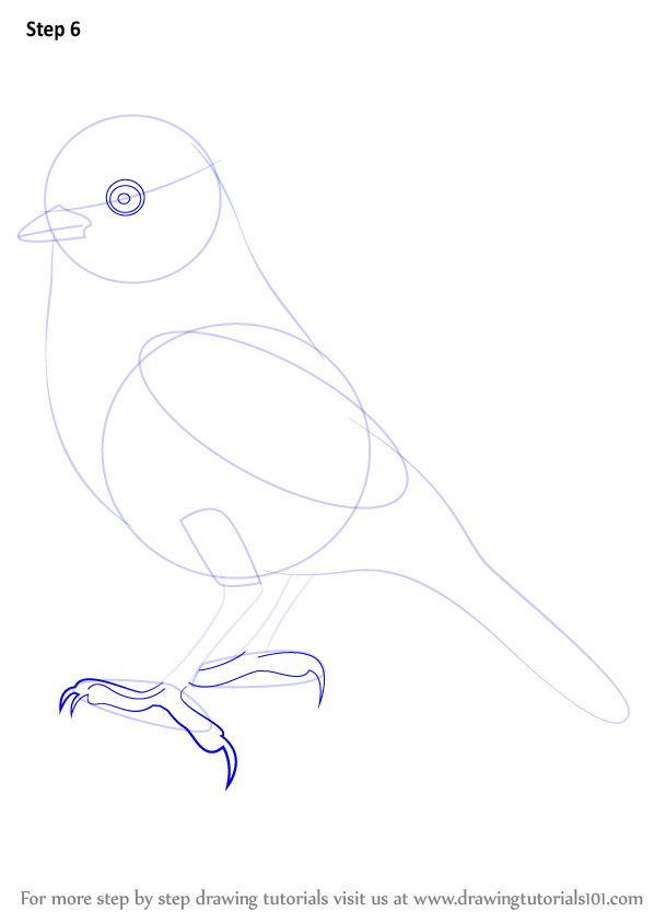 How to Draw a Eurasian Blue Tit (Birds) Step by Step ...