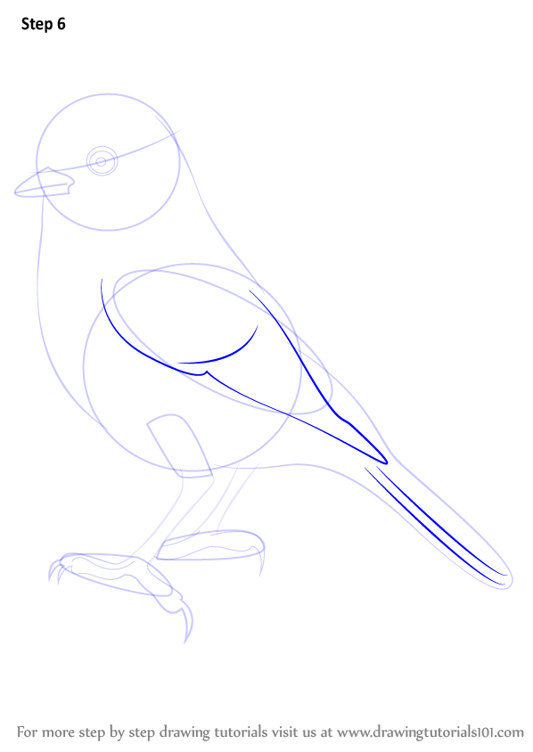 How to Draw a Eurasian Blue Tit (Birds) Step by Step ...