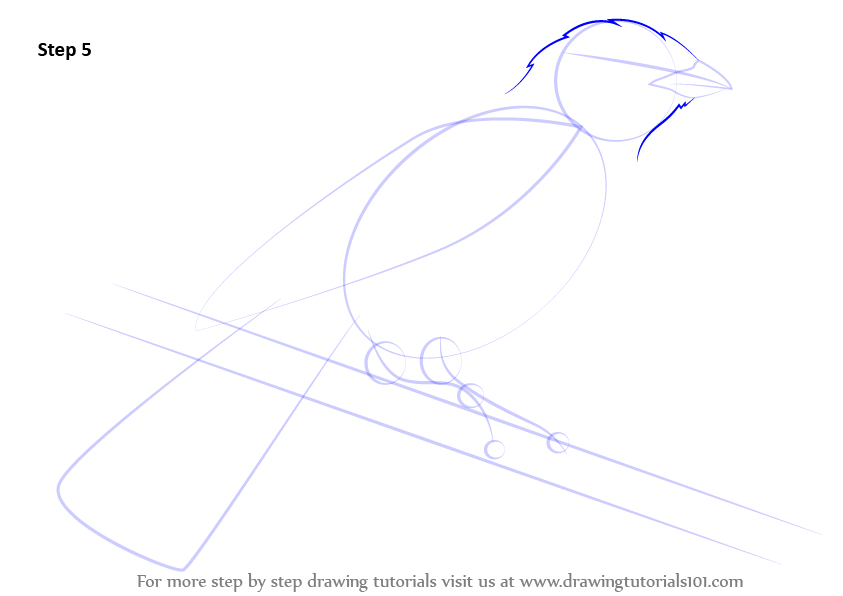 How to Draw a Eurasian Tree Sparrow (Birds) Step by Step ...