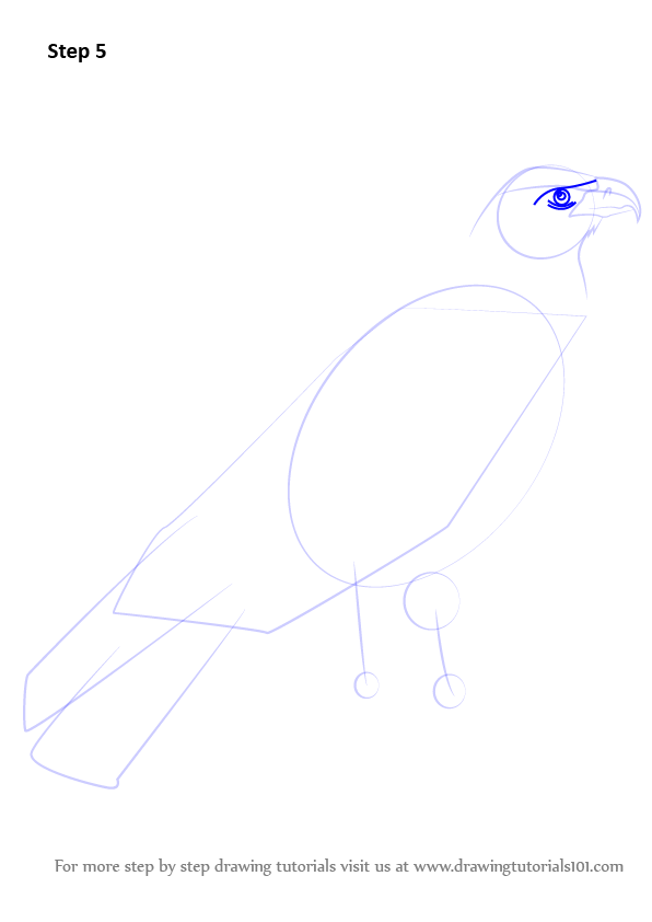 Easy Drawing Of A Golden Eagle