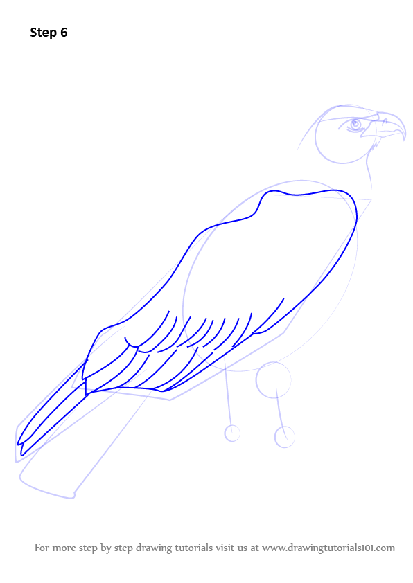 How To Draw A Golden Eagle
