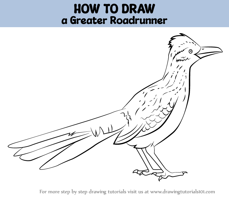 How to Draw a Greater Roadrunner (Birds) Step by Step ...