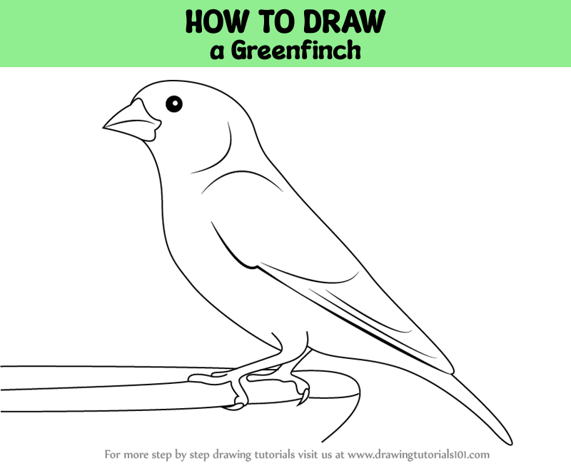 How to Draw a Greenfinch (Birds) Step by Step | DrawingTutorials101.com