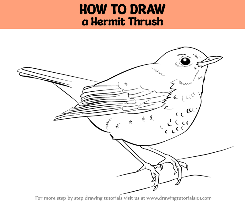 How to Draw a Hermit Thrush (Birds) Step by Step | DrawingTutorials101.com