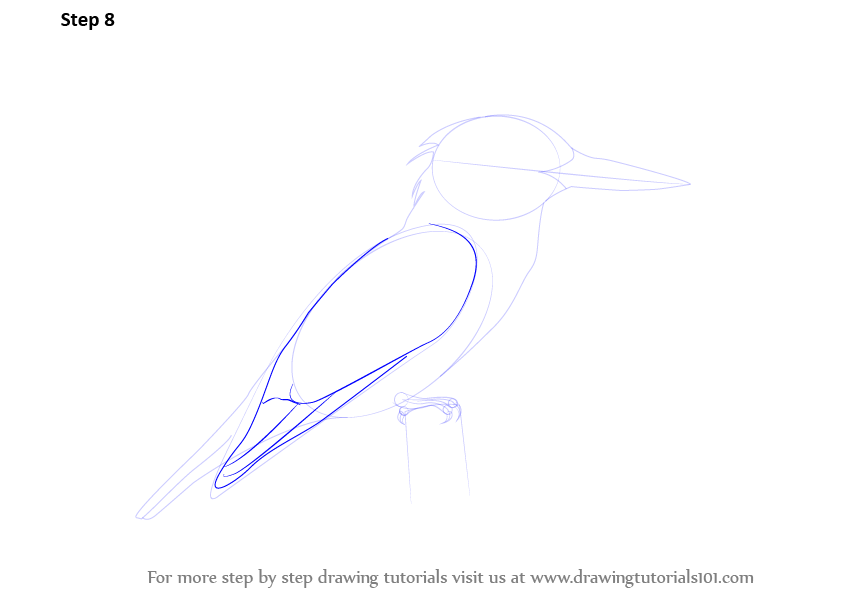 How to Draw a Kingfisher (Birds) Step by Step | DrawingTutorials101.com