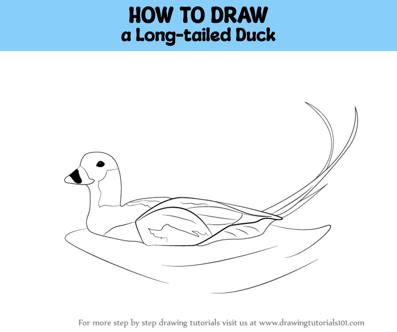 How to Draw a Long-tailed Duck (Birds) Step by Step ...
