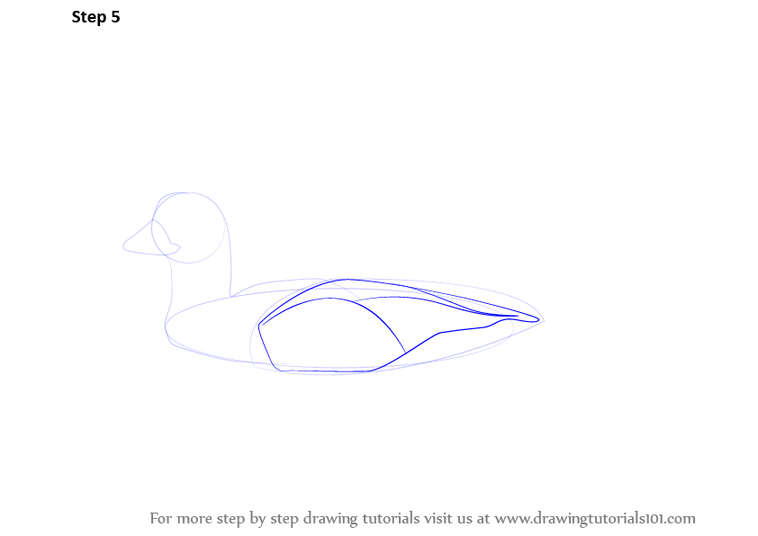 How to Draw a Long-tailed Duck (Birds) Step by Step ...