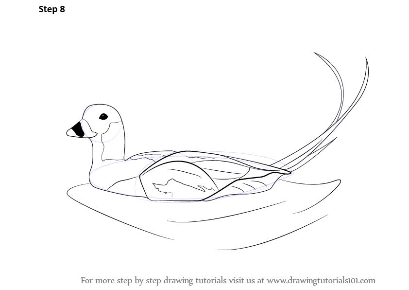 How to Draw a Long-tailed Duck (Birds) Step by Step ...