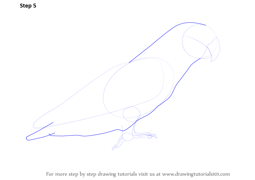 How to Draw Love Birds (Birds) Step by Step | DrawingTutorials101.com
