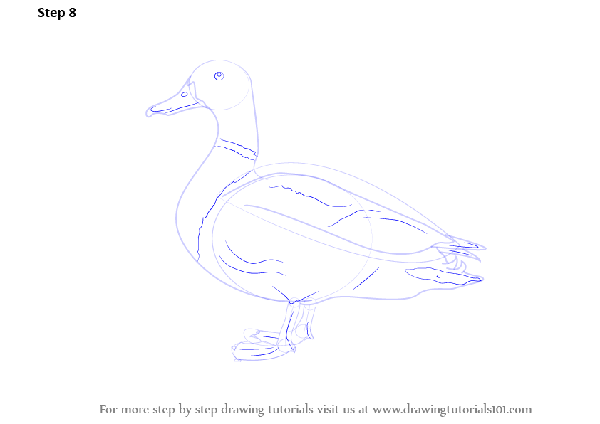 How To Draw A Realistic Duck Step By Step