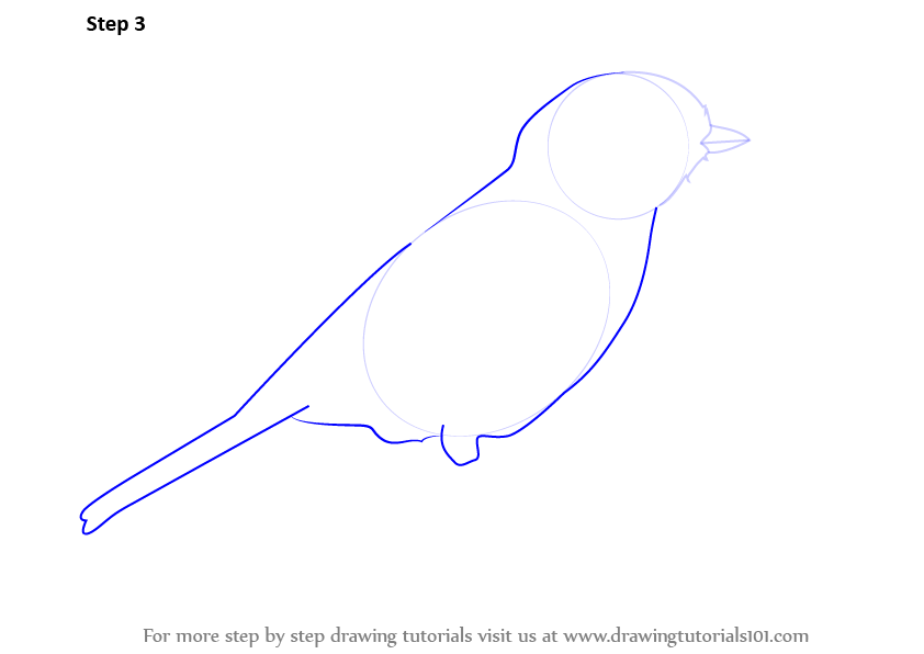 How to Draw a Marsh Tit (Birds) Step by Step | DrawingTutorials101.com