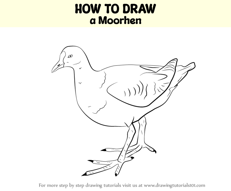 How to Draw a Moorhen (Birds) Step by Step | DrawingTutorials101.com