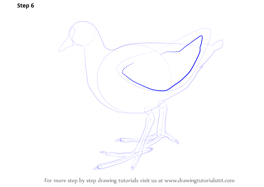 How to Draw a Moorhen (Birds) Step by Step | DrawingTutorials101.com