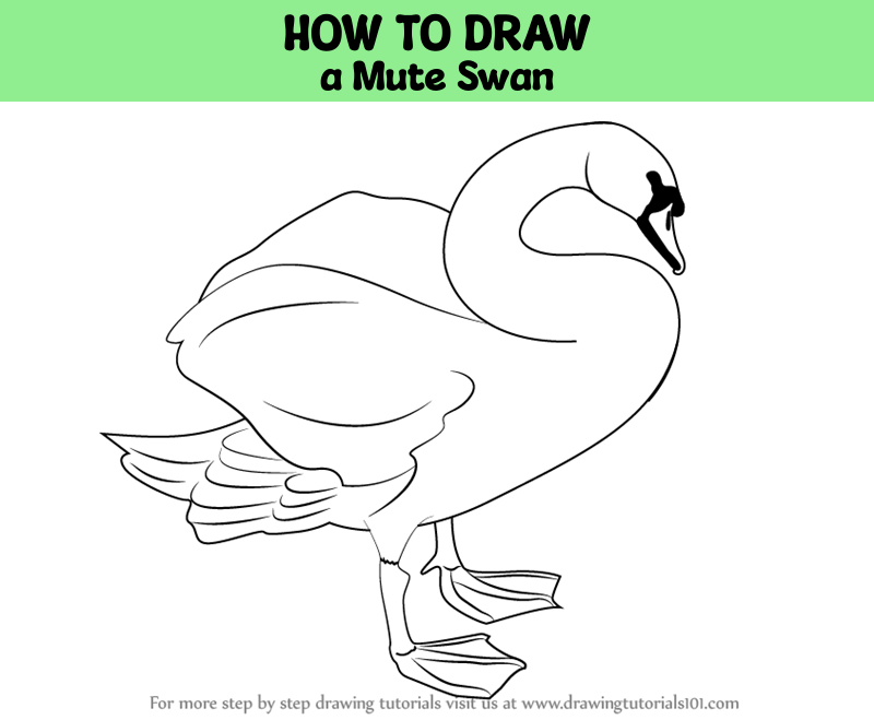 How to Draw a Mute Swan (Birds) Step by Step | DrawingTutorials101.com
