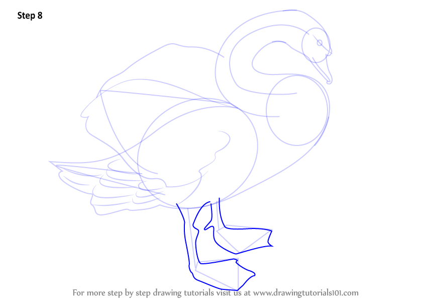 How to Draw a Mute Swan (Birds) Step by Step | DrawingTutorials101.com