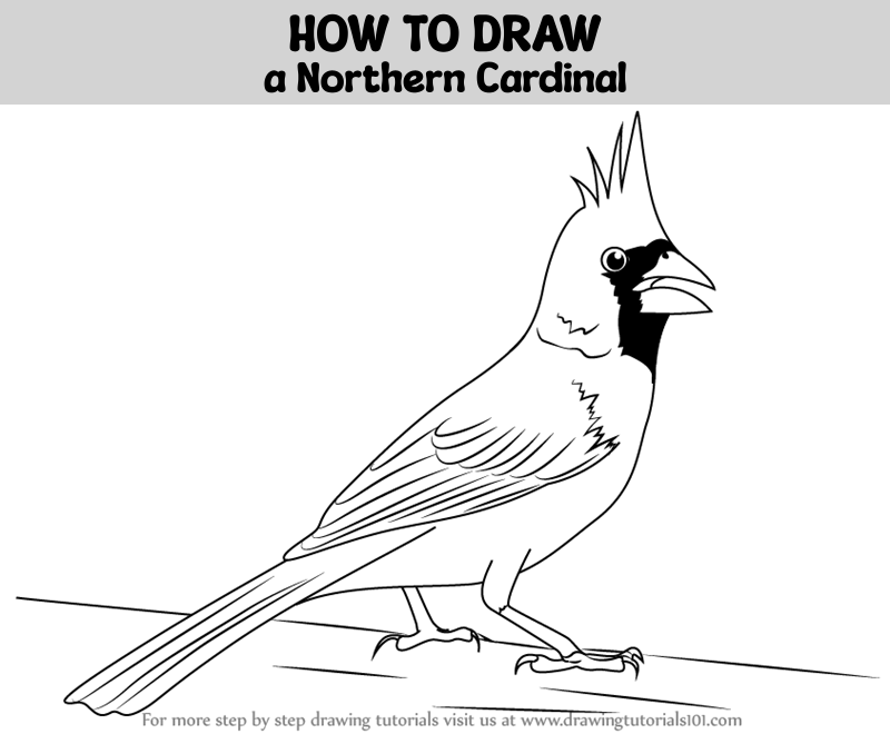 Northern Cardinal Drawing