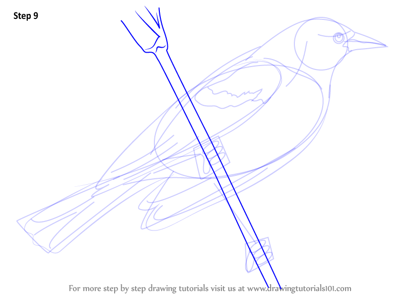How to Draw a Red-Winged Blackbird (Birds) Step by Step ...