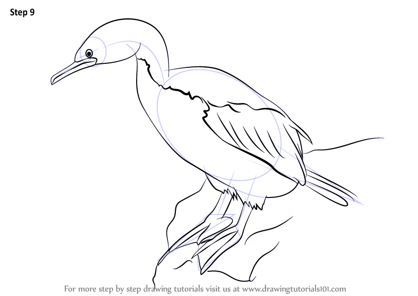 How to Draw a Rough-faced shag (Birds) Step by Step ...