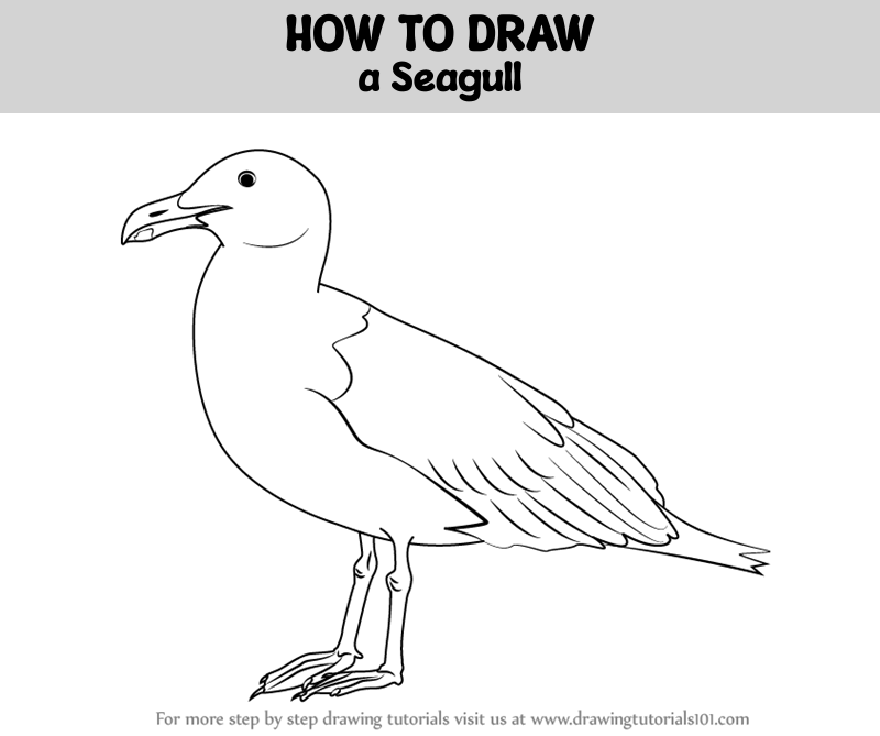 How to Draw a Seagull (Birds) Step by Step | DrawingTutorials101.com